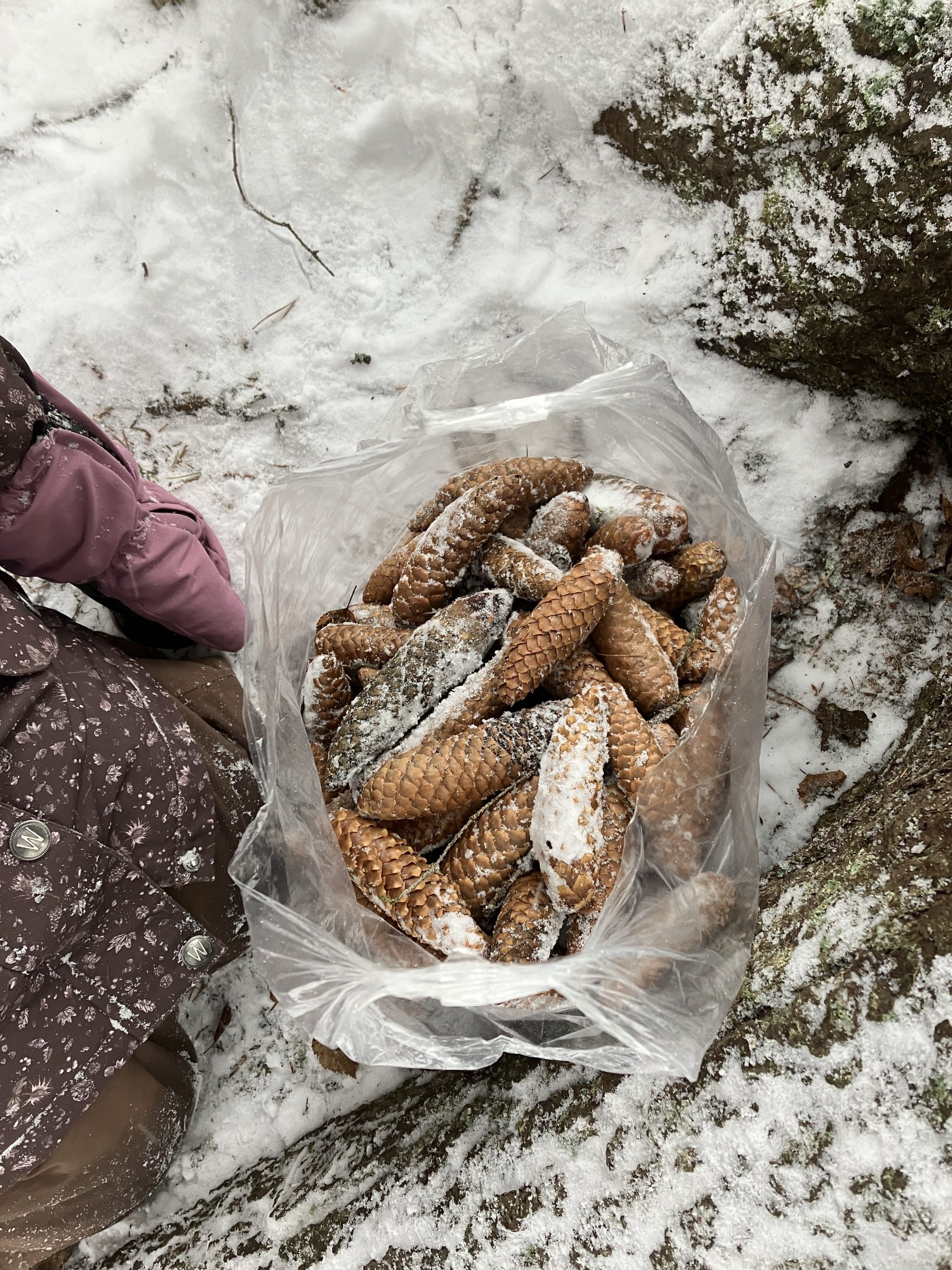 Blogg - Lagskyan - Hvordan starter livet til en kongle? - Planetringen ...