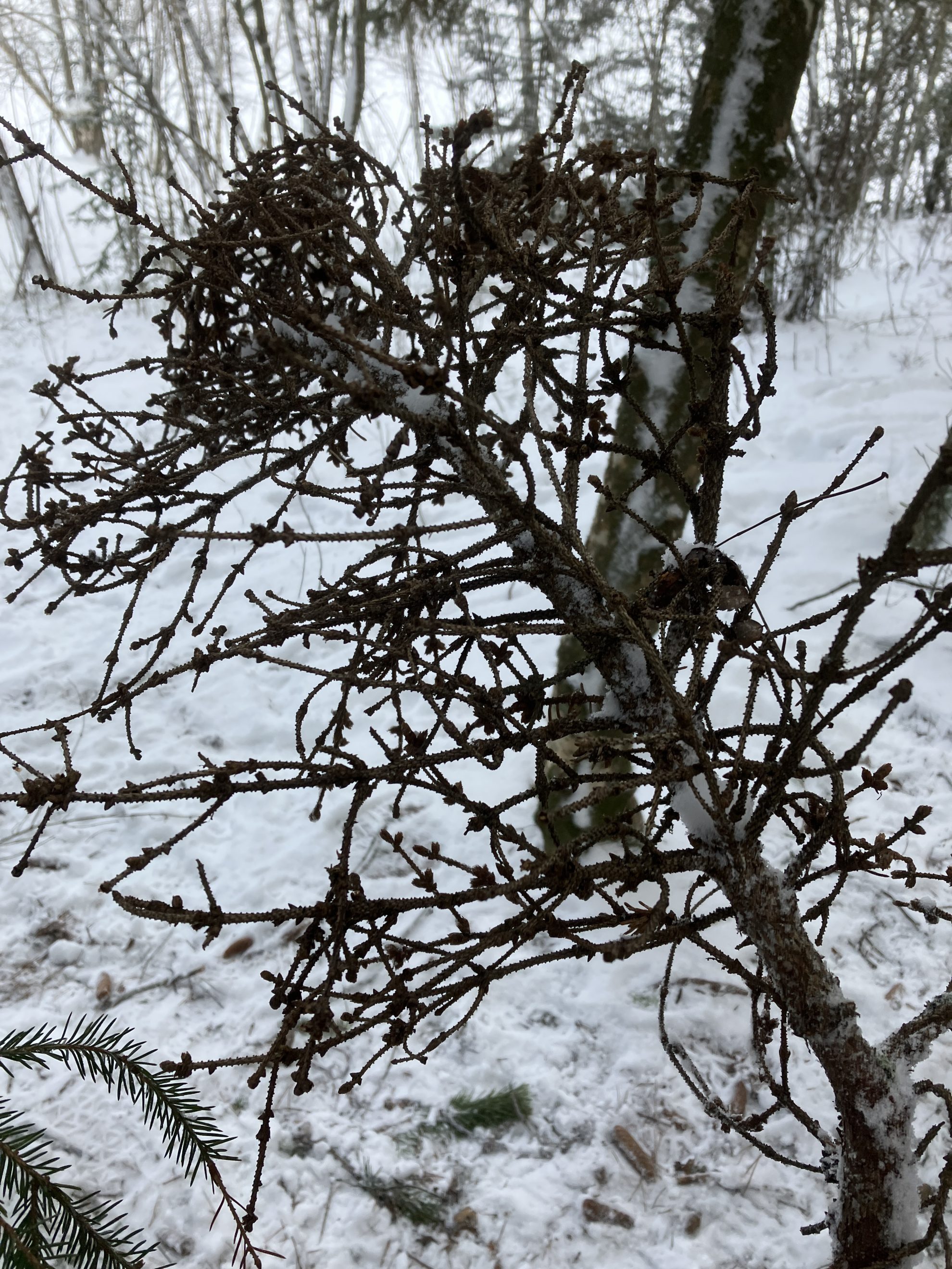Blogg - Lagskyan - Hvordan starter livet til en kongle? - Planetringen ...