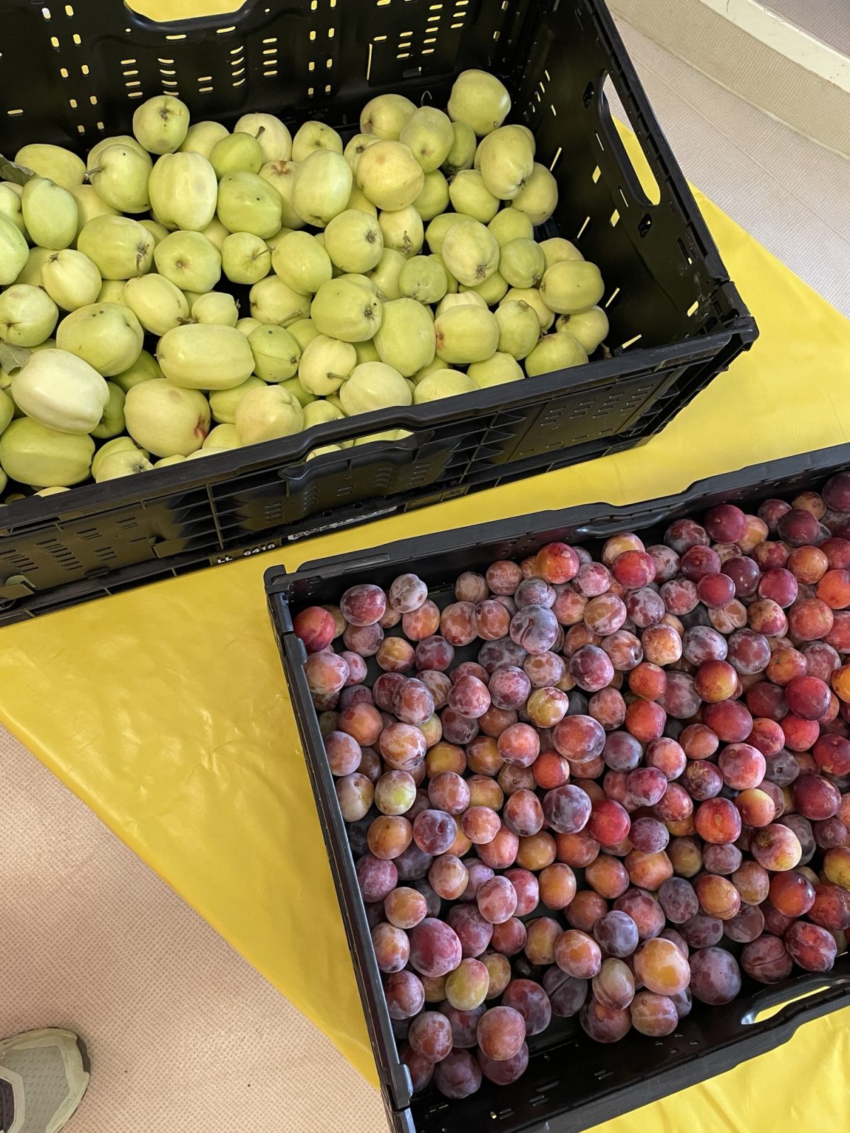 Blogg - Fjærskyan, Haugskyan, Lagskyan, Planetenringen-Vikhammeråsen ...